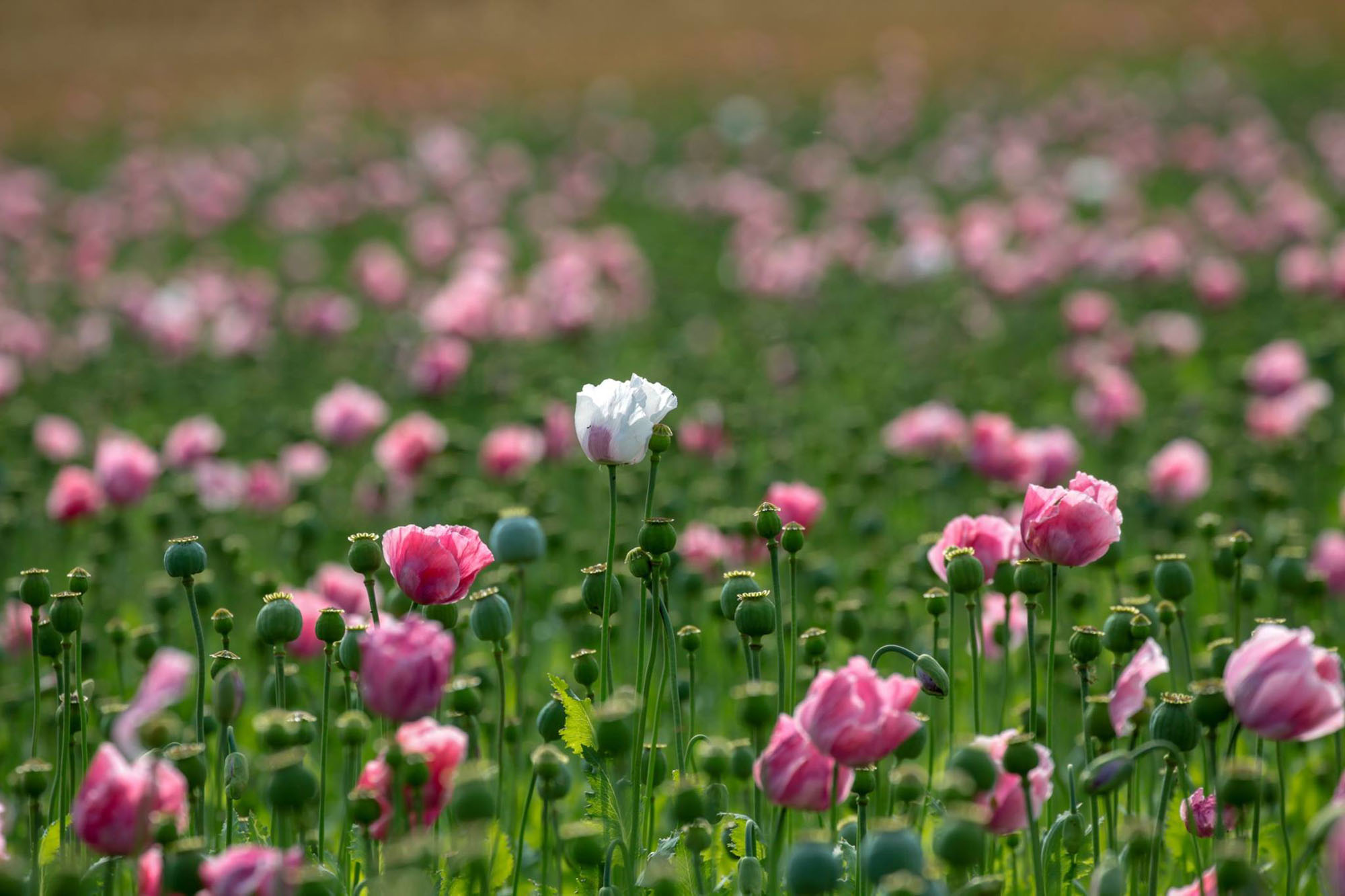 Der Wanderritt zur Mohnblüte 18.06. bis 20.06.2027 - Reiterhof-Hirschberg